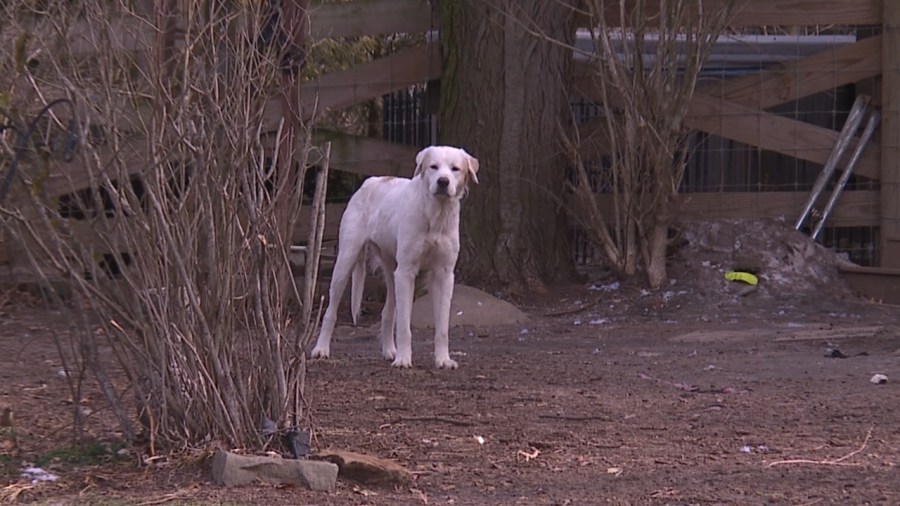 Local animal rescue specializes in rehoming large dogs