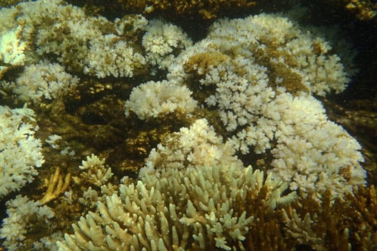 As Cyclone Ditwah battered land, Sri Lanka’s oceans absorbed a silent shock