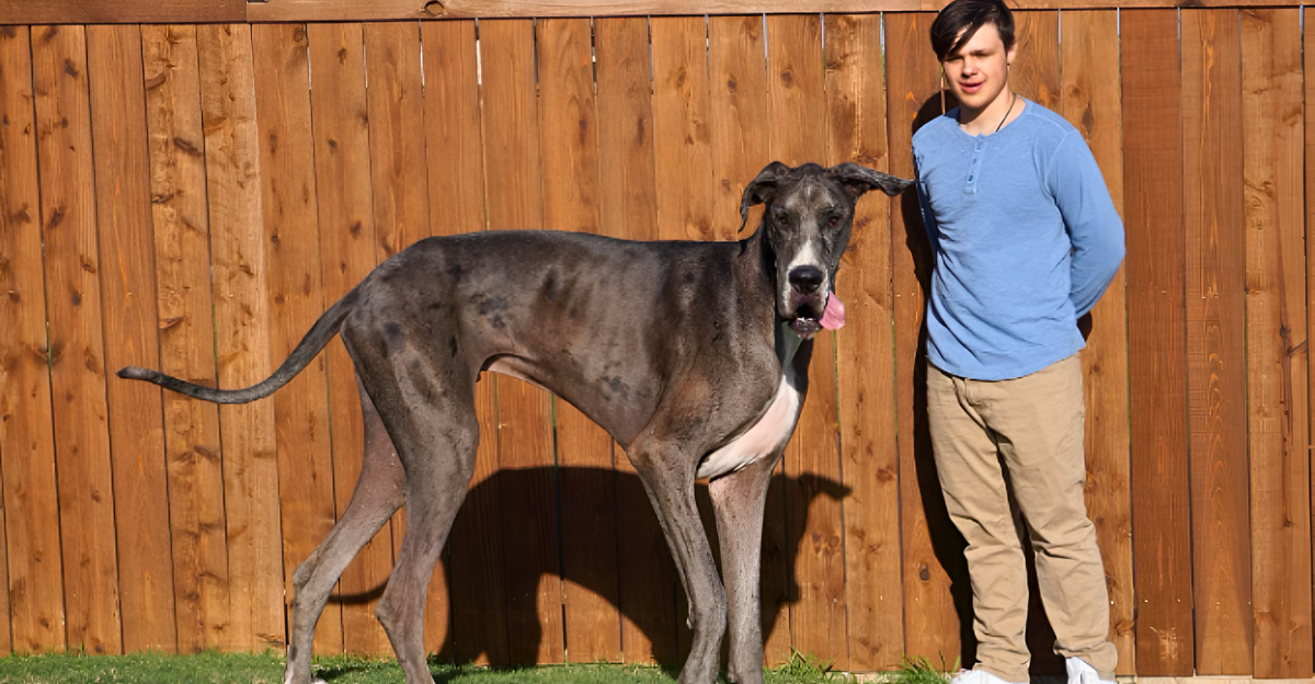 9 dog breeds strong enough to defeat a wolf