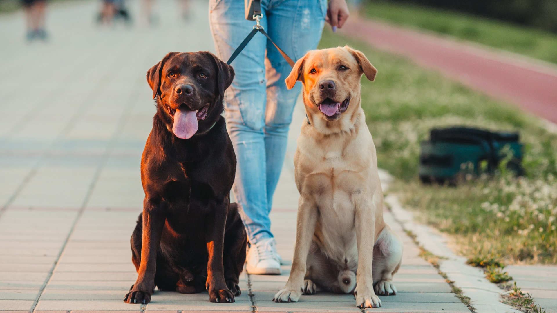 9 tips for walking more than two dogs at the same time