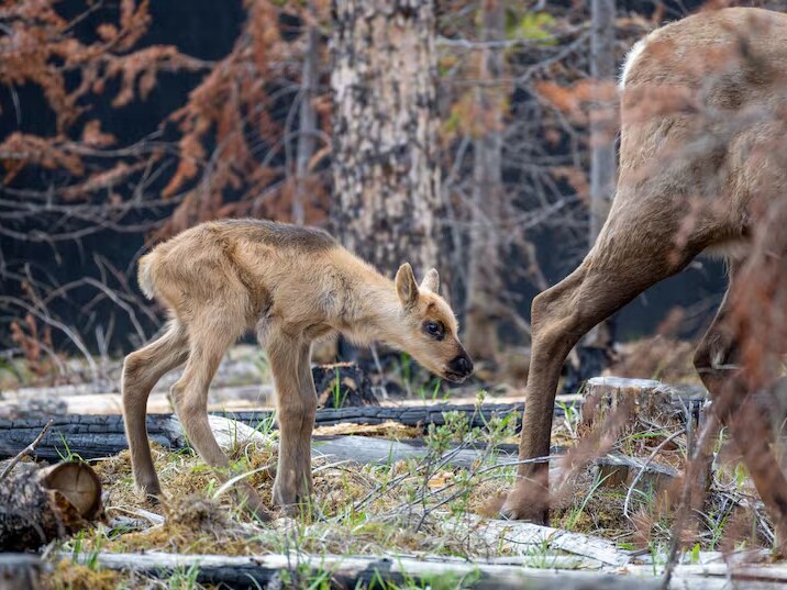 À Jasper, la lutte contre l’extinction des caribous est source d’espoir