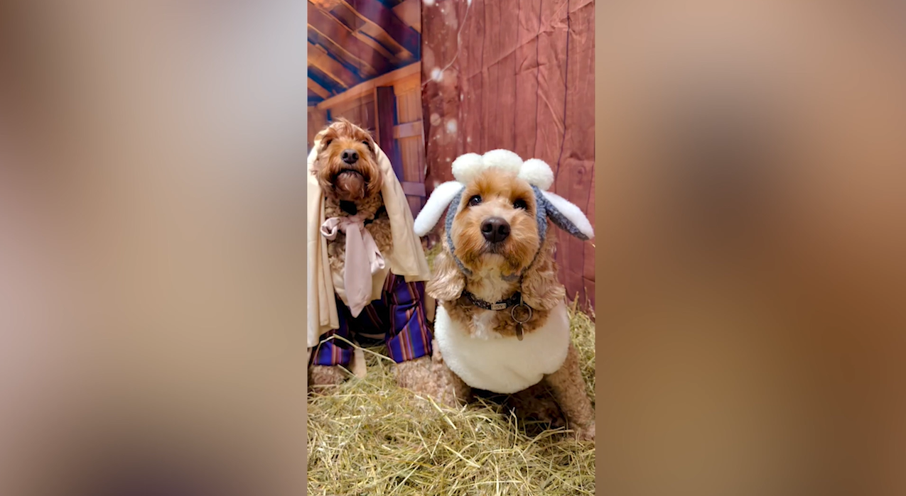 Dogs at daycare reenact nativity scene