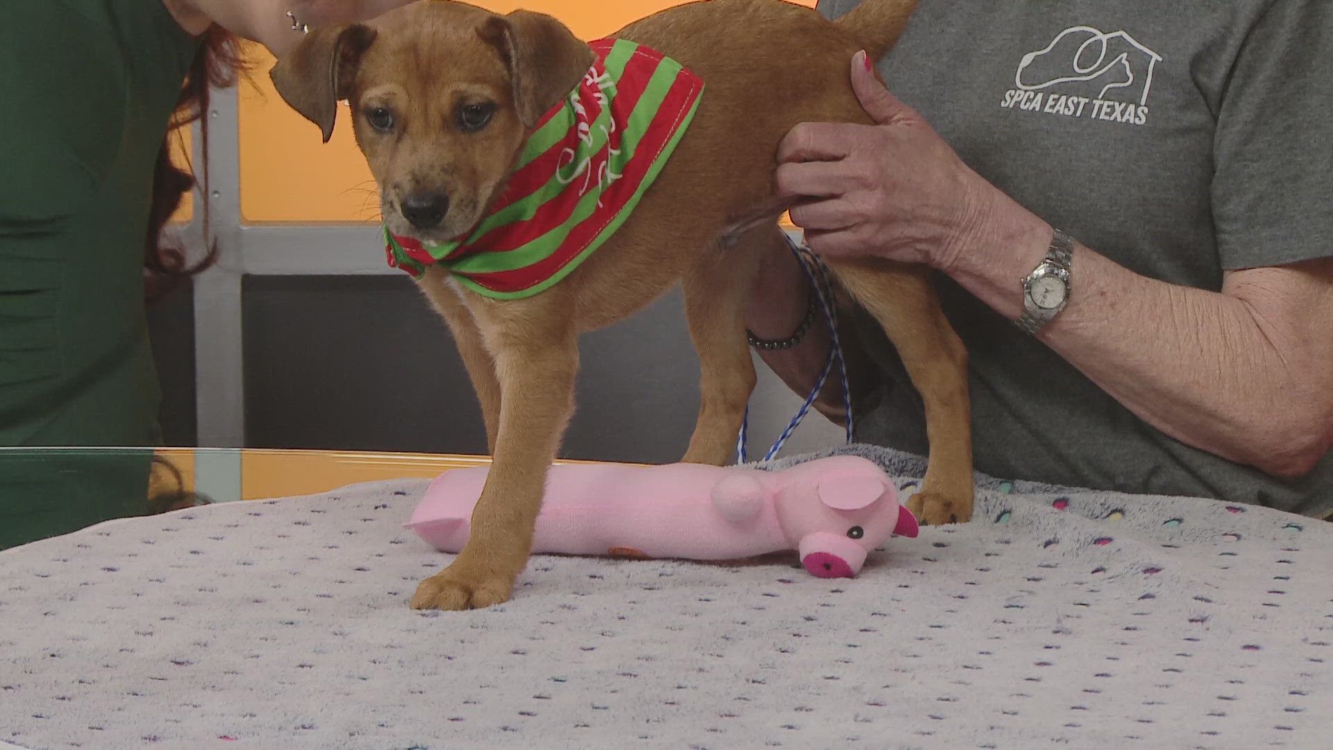 Tuesday tails: Meet Cash from the SPCA of East Texas