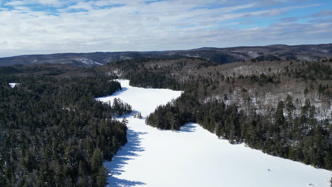 This unique forest is being considered for protection — yet Quebec has ...