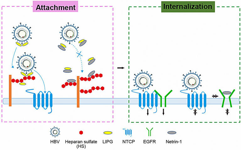 Netrin-1 disrupts hepatitis B virus attachment and internalization ...
