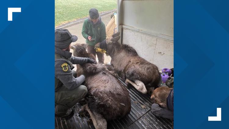 4 moose relocated from University of Idaho arboretum