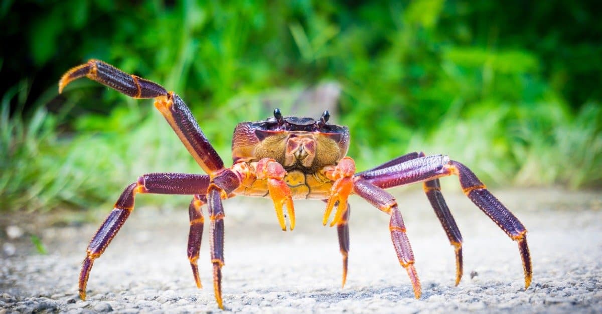 10 of the creepiest animals in the world