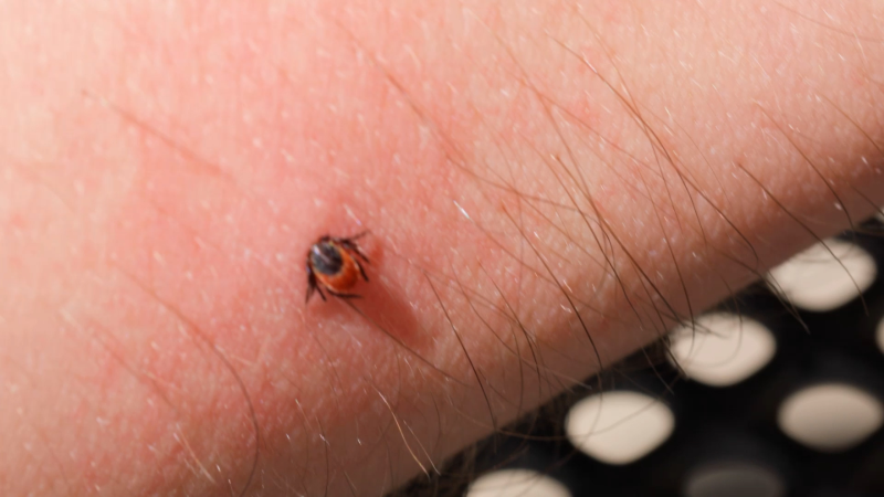 Ticks officially named pest of the year