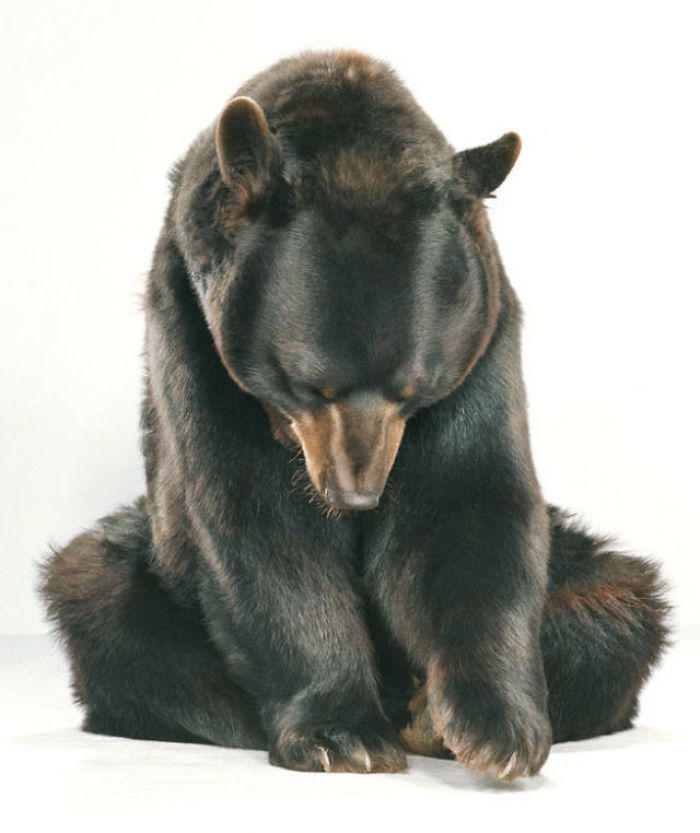 Jill Greenberg photographed bears in a setting you’ve probably never ...