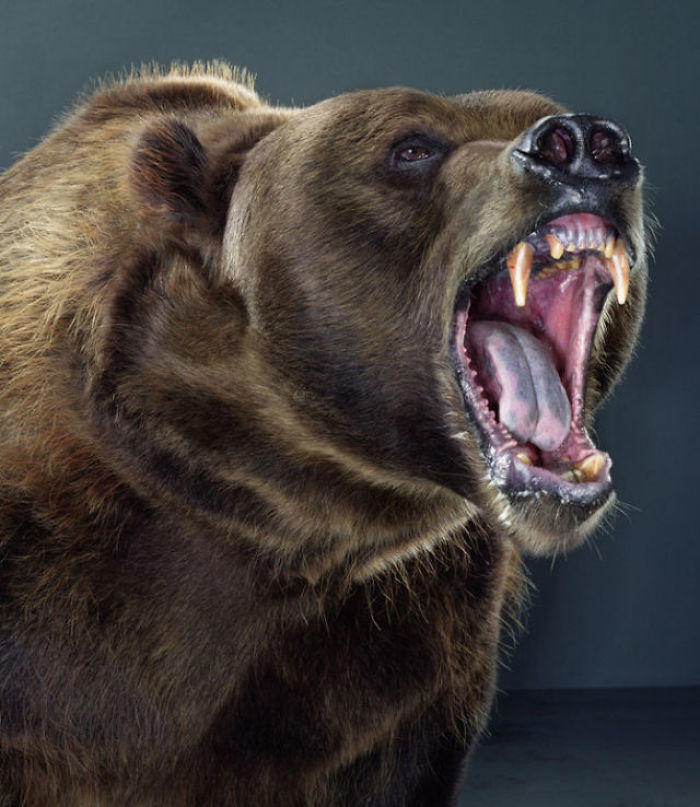 Jill Greenberg photographed bears in a setting you’ve probably never ...