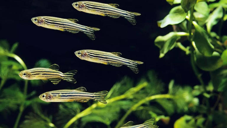 10 beginner freshwater aquarium fish that are easy to care for and ...