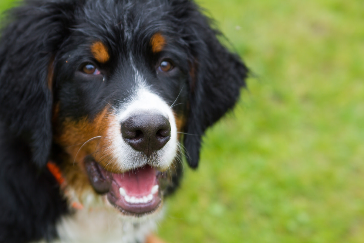 Bernese mountain dog catching raindrops is winning hearts