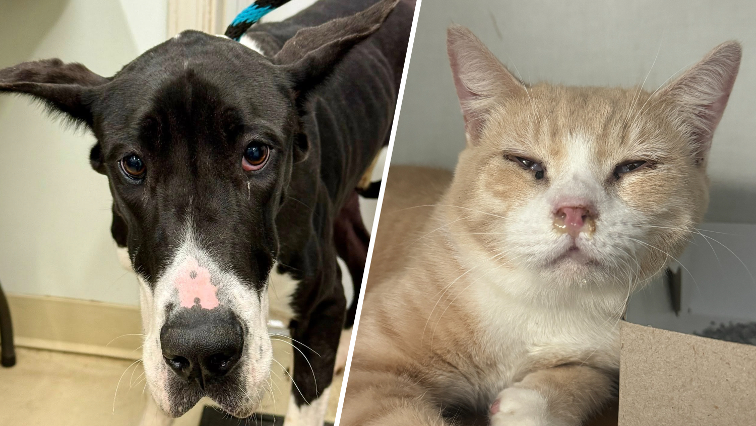 ‘Neglect on a massive scale': Animals seized from home of Pennsylvania ...