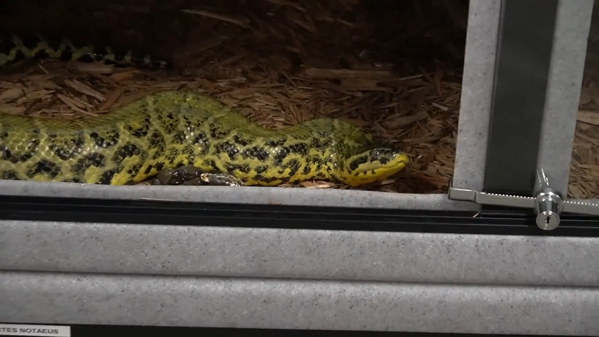 The lightning-fast strike of a giant anaconda