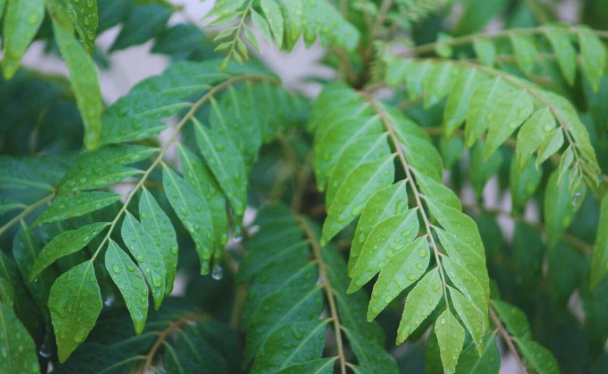 Nutritionist's 5-minute curry leaf chutney packs as much calcium as a ...