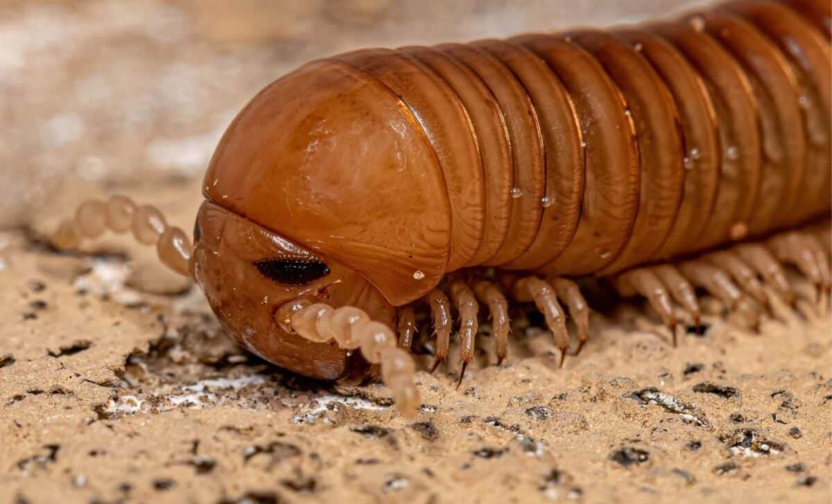 Scientists unearthed a 326-million-year-old car-sized millipede fossil ...