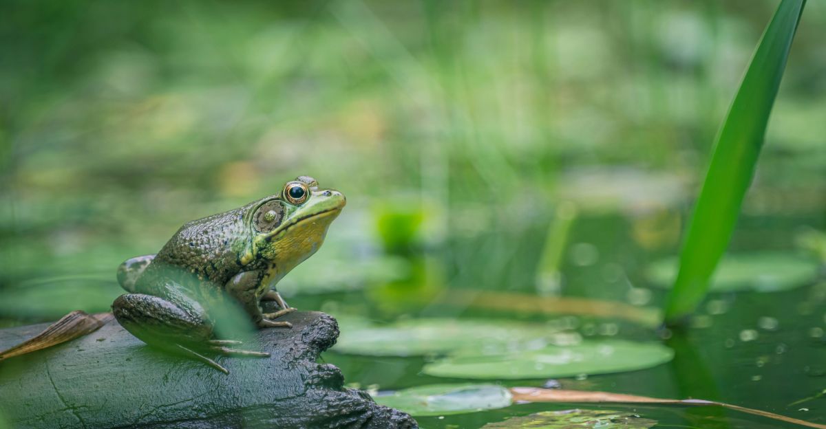 13 warning signs Earth’s next mass extinction is already here