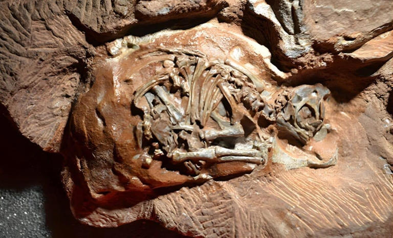 Scientists reveal first-ever look inside 200-million-year-old dinosaur ...