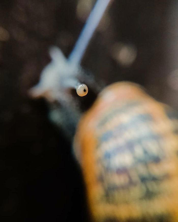 This Facebook group is all about wildlife photos and they are so bad they’re good (47 pics)