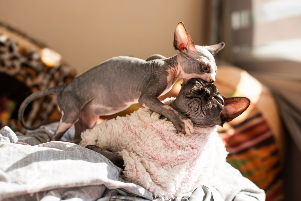 Lesser-known members of the cat family