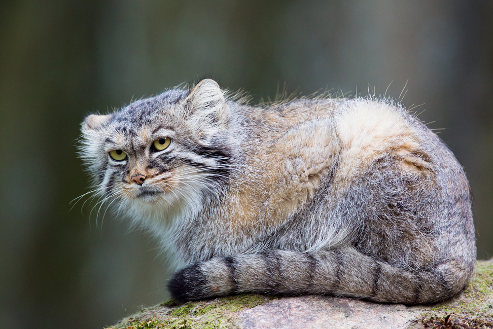 Lesser-known members of the cat family