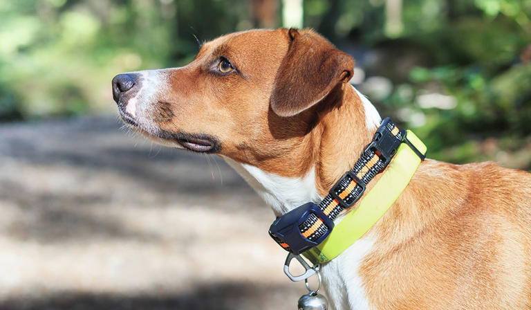 Dogs Trust Ireland supports ban on shock collars, as UK brings in ...