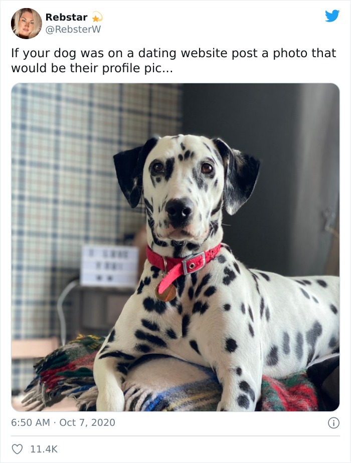 Woman on Twitter asks what people’s dogs’ dating profile pics would be ...