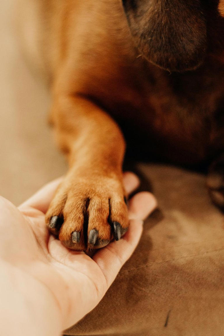 19 common dog behaviors people punish that are actually signs of trust