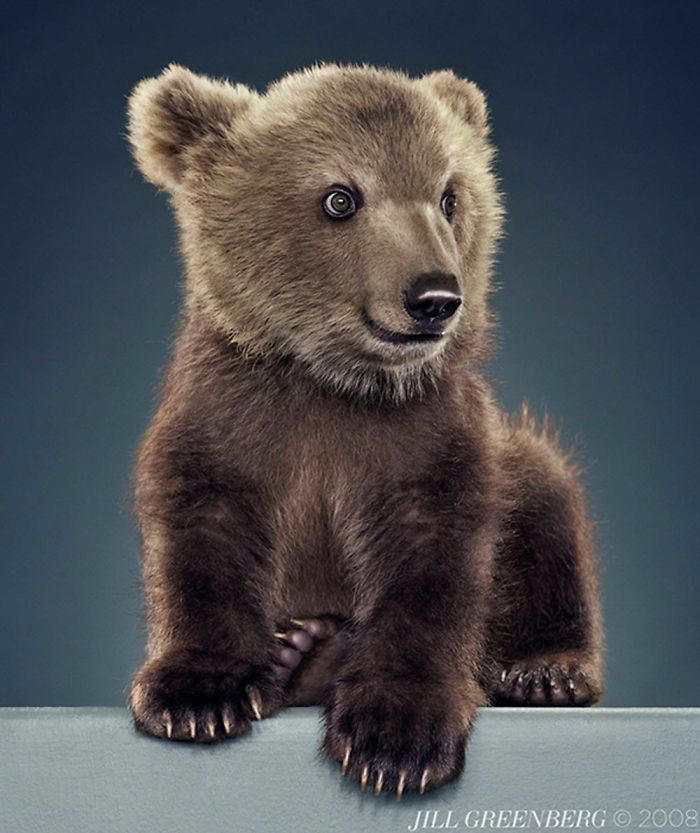 Jill Greenberg photographed bears in a setting you’ve probably never ...