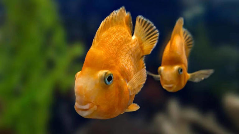 10 beginner freshwater aquarium fish that are easy to care for and ...