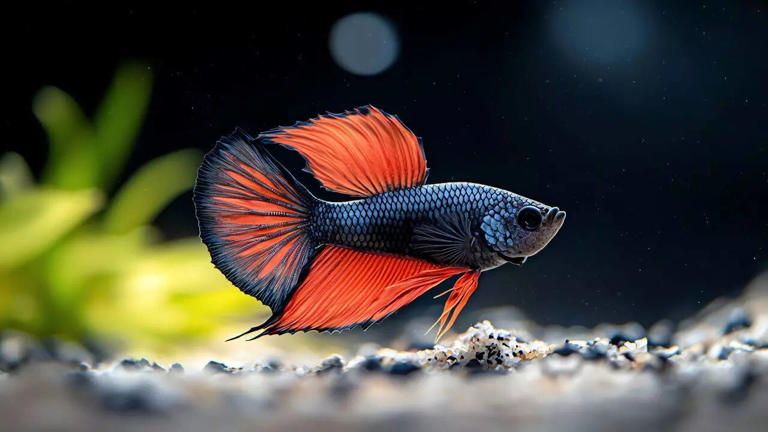 10 beginner freshwater aquarium fish that are easy to care for and ...
