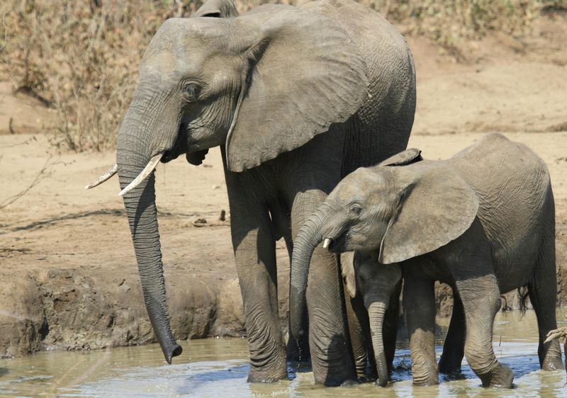 These huge animals give birth to the largest babies