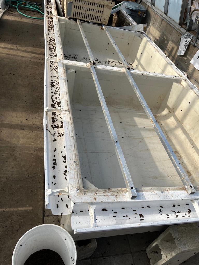 A DIY, fly-powered food waste recycling system