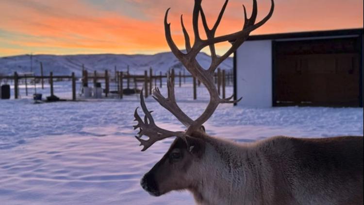 Meet the couple behind Sawtooth Reindeer