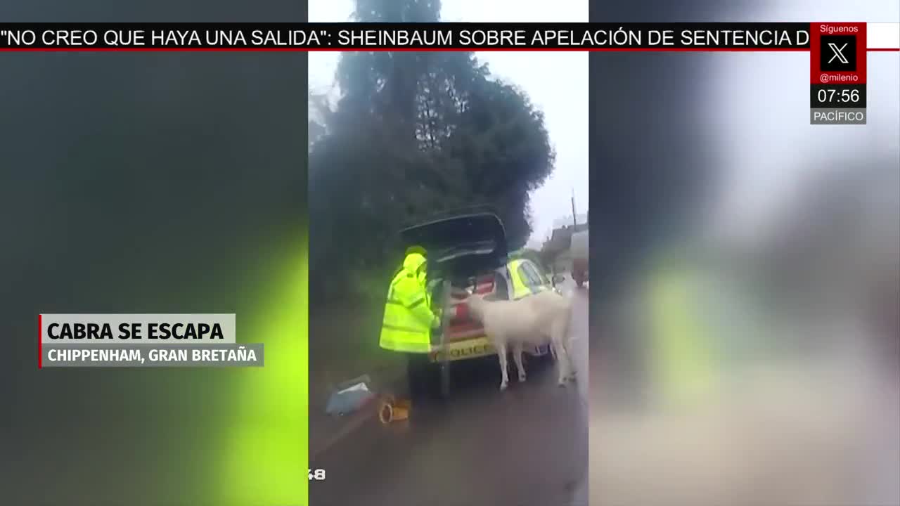 Cabra escapa de su dueña y provoca caos en Chippenham, Gran Bretaña