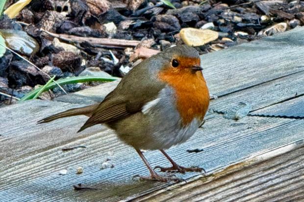 'Happy Christmas': Charming robin captured in our picture of the week