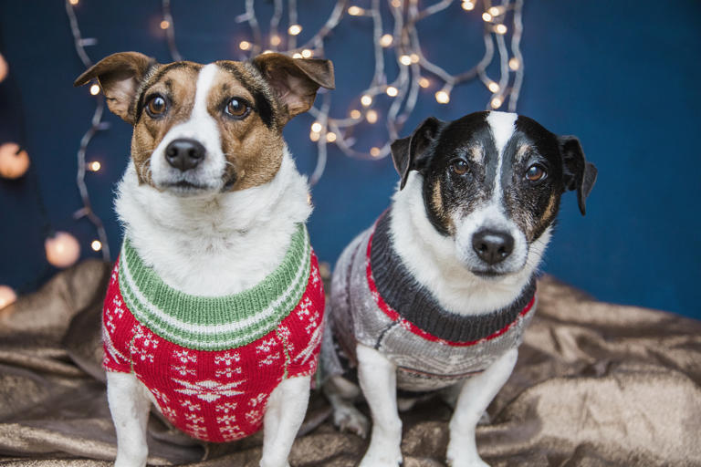 Dogs hate Ariana Grande holiday hit, study reveals