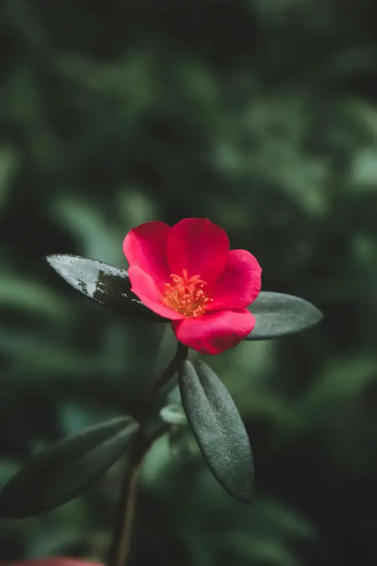 Camelia sasanqua, la enigmática y bonita camelia de Navidad que lo ...