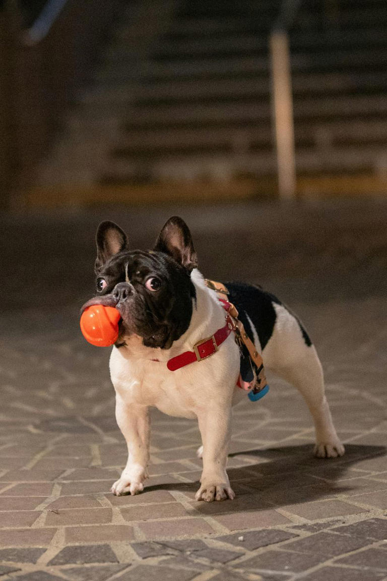 19 common dog behaviors people punish that are actually signs of trust