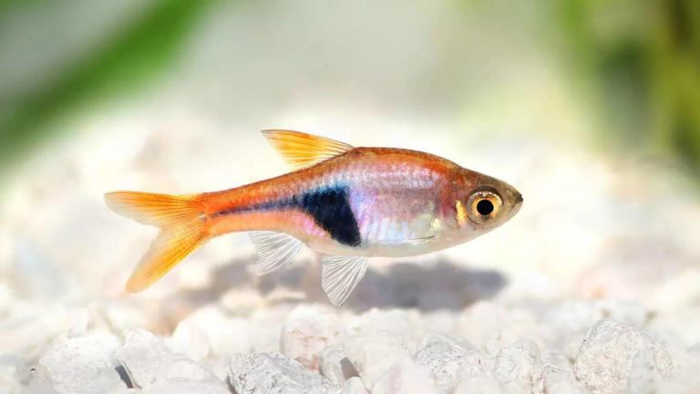 10 beginner freshwater aquarium fish that are easy to care for and ...