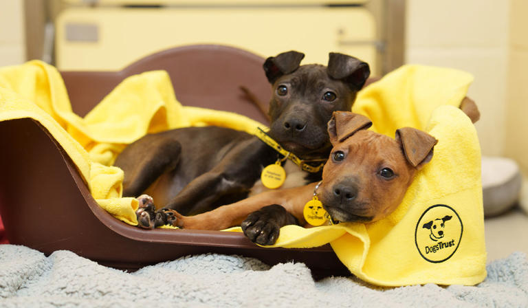 Dogs Trust Ireland supports ban on shock collars, as UK brings in ...