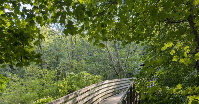 A wooden boardwalk curves through a lush, green forest under a canopy ...