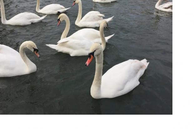 Warning issued after birds found dead in public parks