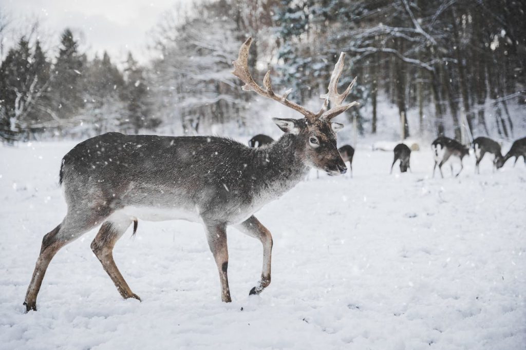 Bad news for Santa: Climate change could take out reindeer
