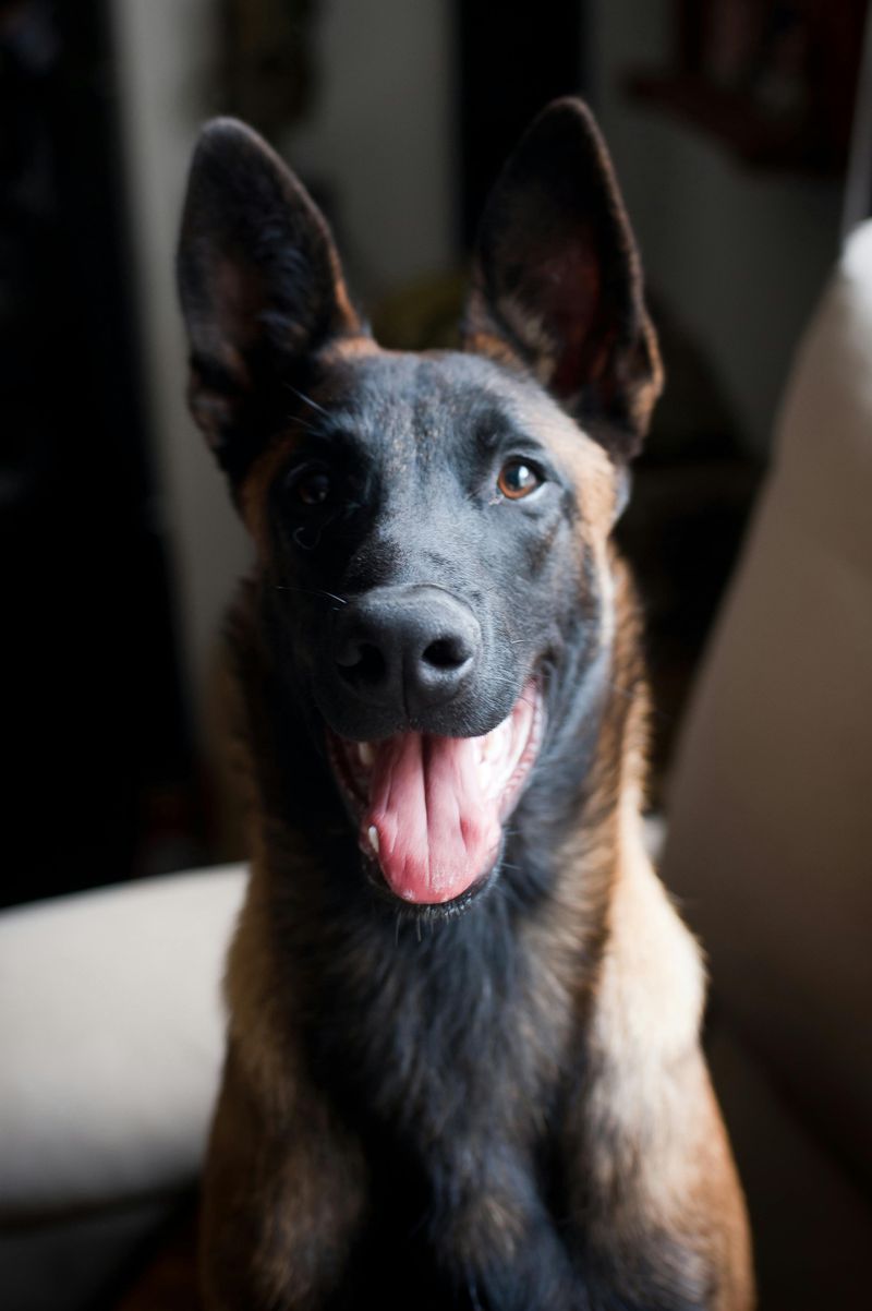 12 dog breeds that are often given up for the wrong reasons (and what ...