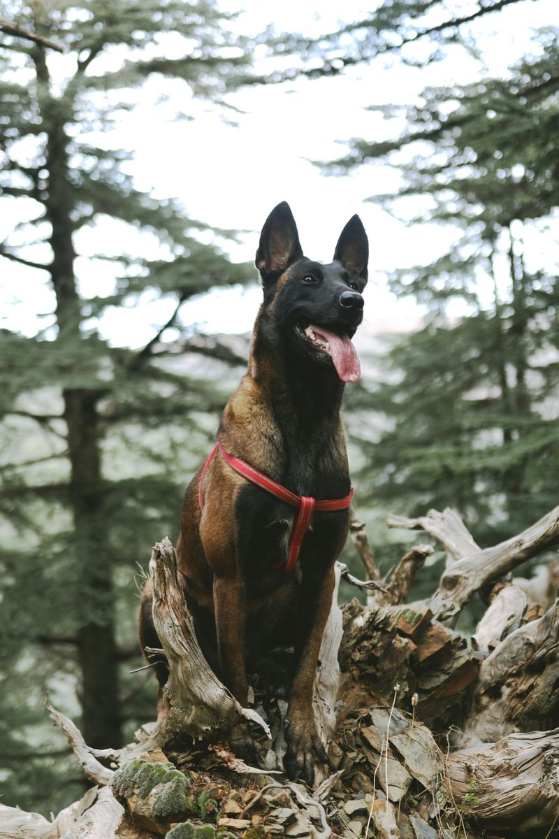 16 dog breeds that are more difficult to care for as they require time ...