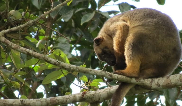 Tropical forests in Australia are emitting more carbon than they ...