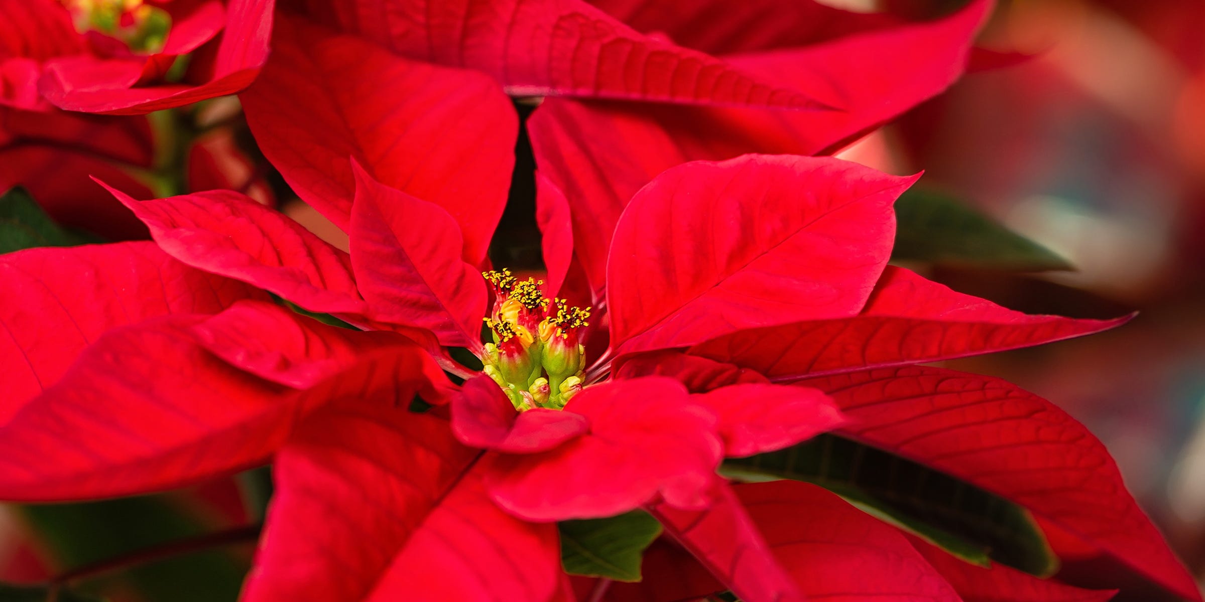 How long do poinsettias last – and what to do when Christmas is over