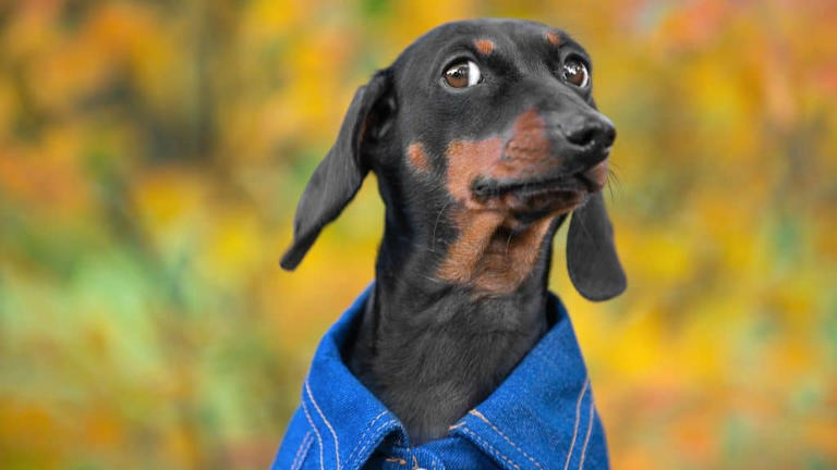 12 signs a pet may be lacking trust