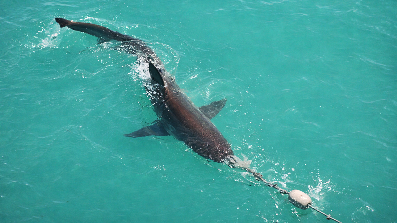 Shark visits an excursion boat?